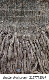 3,180 Coconut tree roots Images, Stock Photos & Vectors | Shutterstock