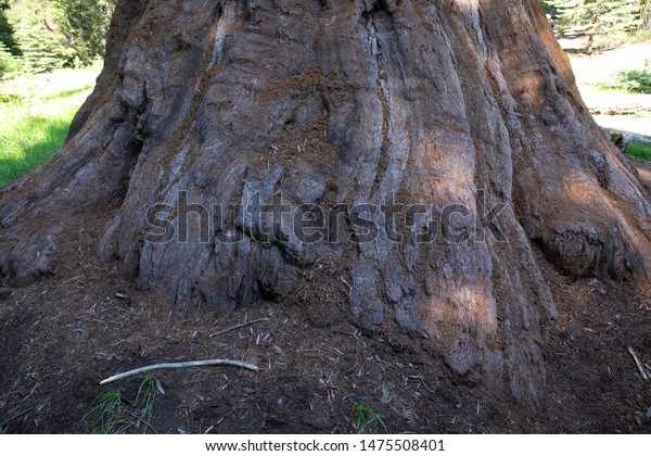 Root Giant Sequoia Tree Giant Sequoias Stock Photo 1475508401 ...