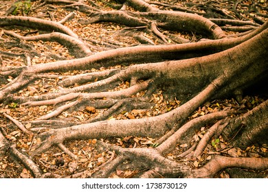 Root Large Tree Surface Looks Magical Stock Photo 1738730129 | Shutterstock