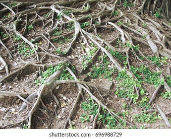 Root Nerve Tree Stock Photo 696988729 | Shutterstock