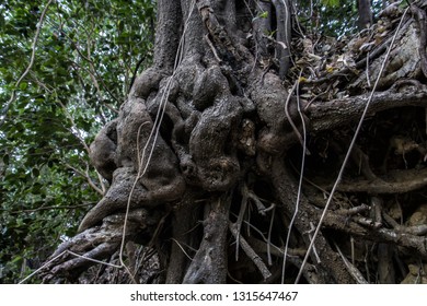 10,979 Old oak tree roots Images, Stock Photos & Vectors | Shutterstock