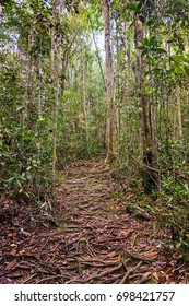 Root Paved Path Through Forest Stock Photo 698421757 | Shutterstock