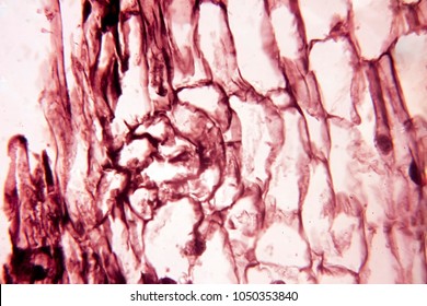 Root Plant Under Microscope Stock Photo 1050353840 | Shutterstock
