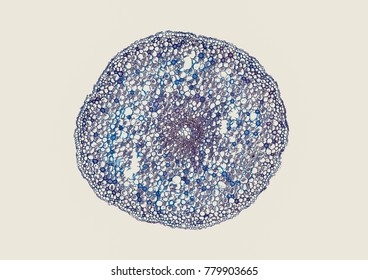 Root Ranunculus Microscopic Cross Section Cut Stock Photo (Edit Now ...