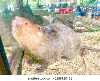 304 Root rat Images, Stock Photos & Vectors | Shutterstock