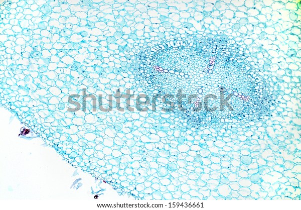 Root Section Broad Bean Vicia Faba Stock Photo (Edit Now) 159436661