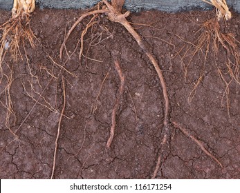 6,353 Underground Soil Layer Images, Stock Photos & Vectors | Shutterstock