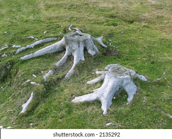 Root Stump Stock Photo 2135292 | Shutterstock