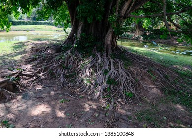 Root System Ancient Trees Stock Photo 1385100848 | Shutterstock