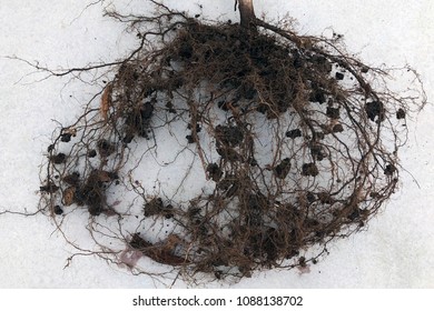 Root System Basil Tree On Cement Stock Photo 1088138702 | Shutterstock