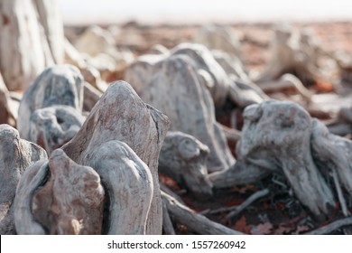 2,614 imágenes de Cypress roots - Imágenes, fotos y vectores de stock ...