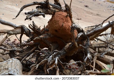 Root System Fall Tree On River Stock Photo 2072083037 | Shutterstock