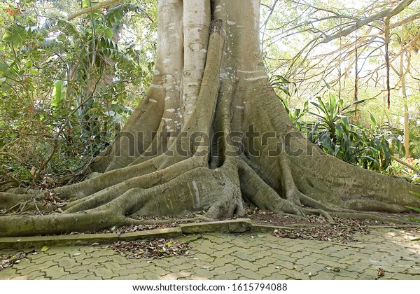 Root System Huge Rubber Tree Breaking Stock Photo 1615794088 | Shutterstock