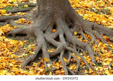 Root System Huge Tree Covered Fallen Stock Photo 159191972 | Shutterstock