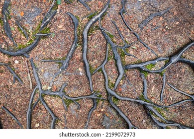 6,106 Root pathway Images, Stock Photos & Vectors | Shutterstock