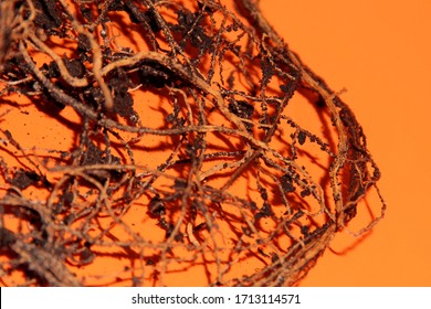 Root System Lemon Tree Roots On Stock Photo 1713114571 | Shutterstock