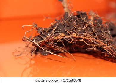 950 Lemon Tree With Roots Stock Photos, Images & Photography | Shutterstock