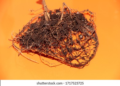 950 Lemon Tree With Roots Stock Photos, Images & Photography | Shutterstock