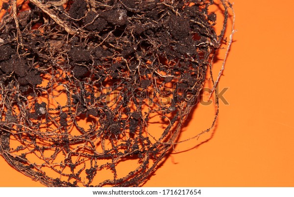 Root System Lemon Tree Roots On Stock Photo 1716217654 | Shutterstock