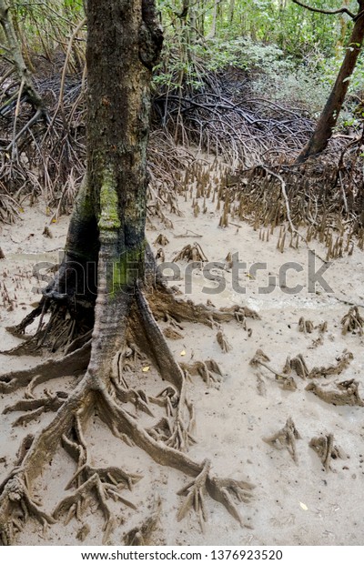 Root System Mangrove Trees Mangrove Forest Stock Photo 1376923520 ...