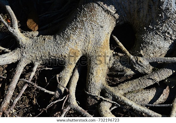 Root System Sycamore Maple Tree Latin Stock Photo 732196723 | Shutterstock
