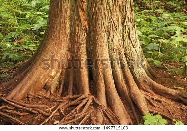 Root System Western Red Cedar Stock Photo 1497715103 | Shutterstock