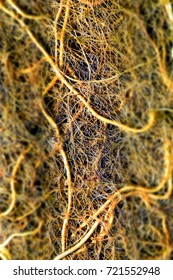 Root Tangle Root System Algae Garden Stock Photo 721552948 | Shutterstock