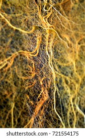 Root Tangle Root System Algae Garden Stock Photo 721554175 | Shutterstock