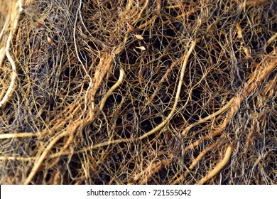 Root Tangle Root System Algae Garden Stock Photo (Edit Now) 721555042