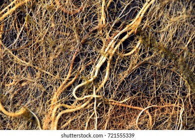 Root Tangle Root System Algae Garden Stock Photo 721555339 | Shutterstock