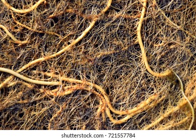 Root Tangle Root System Algae Garden Stock Photo 721557784 | Shutterstock