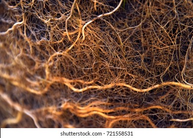 Root Tangle Root System Algae Garden Stock Photo 721558531 | Shutterstock