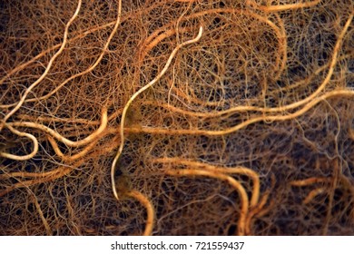 Root Tangle Root System Algae Garden Stock Photo 721559437 | Shutterstock