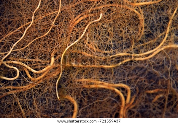 Root Tangle Root System Algae Garden Stock Photo 721559437 | Shutterstock
