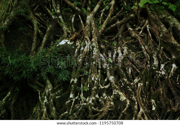 Root Timber Tangled Naturally Stock Photo 1195750708 | Shutterstock