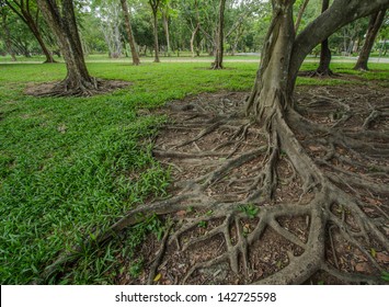 Root Tree Stock Photo 142725598 | Shutterstock