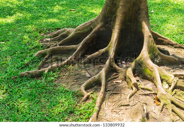 Root Tree Green Grass Stock Photo (Edit Now) 133809932