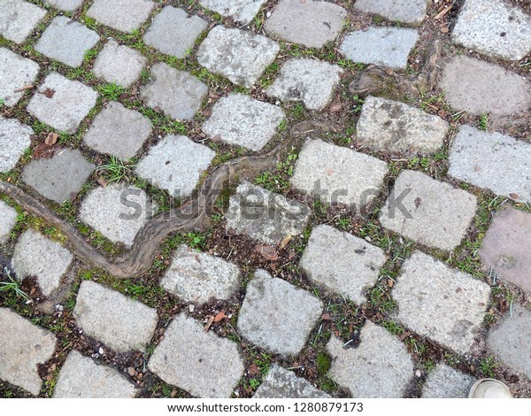 Root Tree Growing Between Cobblestones Paved Stock Photo 1280879173 ...