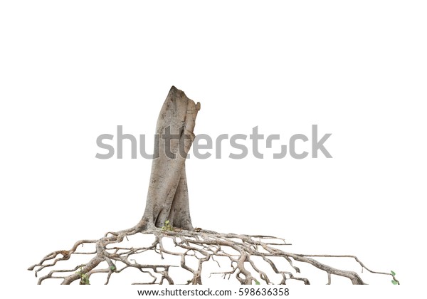 Root Tree Isolated On White Background Stock Photo 598636358 | Shutterstock
