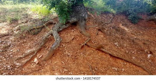 Root Tree Red Soil Stock Photo 1418174537 | Shutterstock