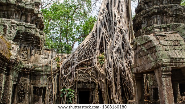Root Tree Strangling Ancient Cambodian Temple库存照片1308160180 | Shutterstock