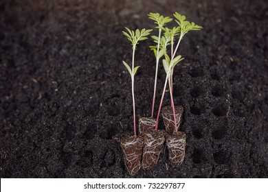 Root Trees Marigold Stock Photo 732297877 | Shutterstock