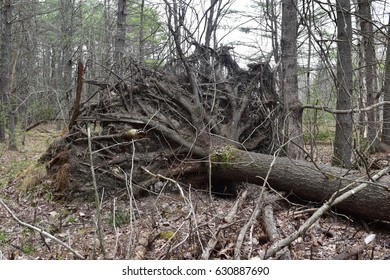 Root Trunk Fallen Tree Stock Photo 630887690 | Shutterstock