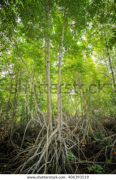 Root Trunk Mangrove Forest Foto de stock 406393519 | Shutterstock