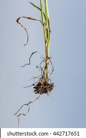 9,273 Wheat roots Images, Stock Photos & Vectors | Shutterstock