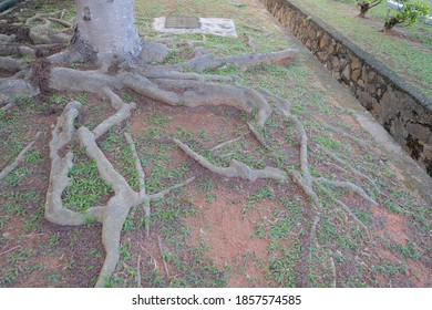 399 Tree root drain Images, Stock Photos & Vectors | Shutterstock