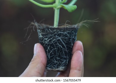 Root Young Melon Tree Hand Texture Stock Photo 1567055479 | Shutterstock
