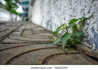 68 Grass rootless Images, Stock Photos & Vectors | Shutterstock