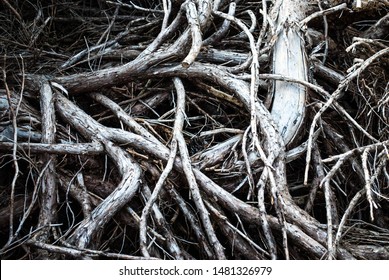 Rootlets Soil Roots Texture Background Stock Photo 1481326979 ...