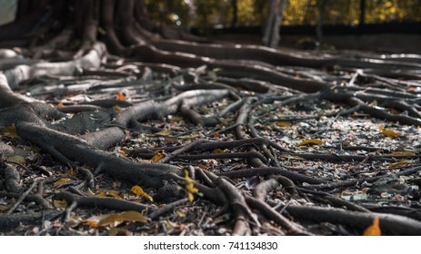 Roots Background Texture Tree Root Stock Photo 741134830 | Shutterstock